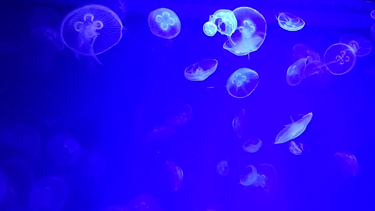 Jellyfish dancing in slow motion - YouTube