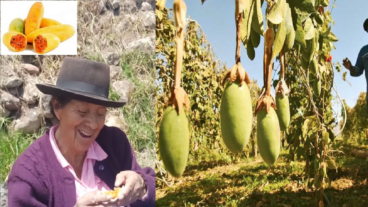 Mi abuelita nos enseña EL TUMBO: una de las frutas que contiene ...