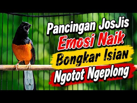 Murai Batu Auto Nyaut! Bongkar Isian Sampai Ngotot Ngeplong