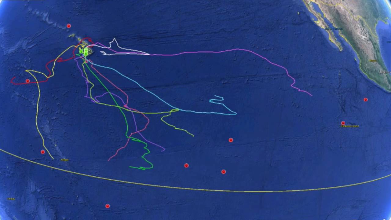 Just In! Marlin movement tracks from the 56th Hawaiian International ...