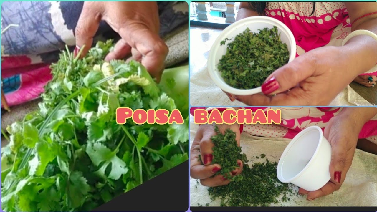poisa Save kore || কি ভাবে ধনেপাতা সংরক্ষণ করা হয় তার ভিডিও আজ কে 😱 ...