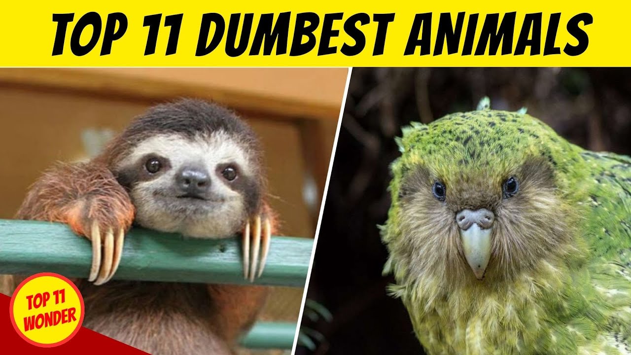 Top 11 Dumbest Animals on the Planet That Will Make You Laugh - YouTube