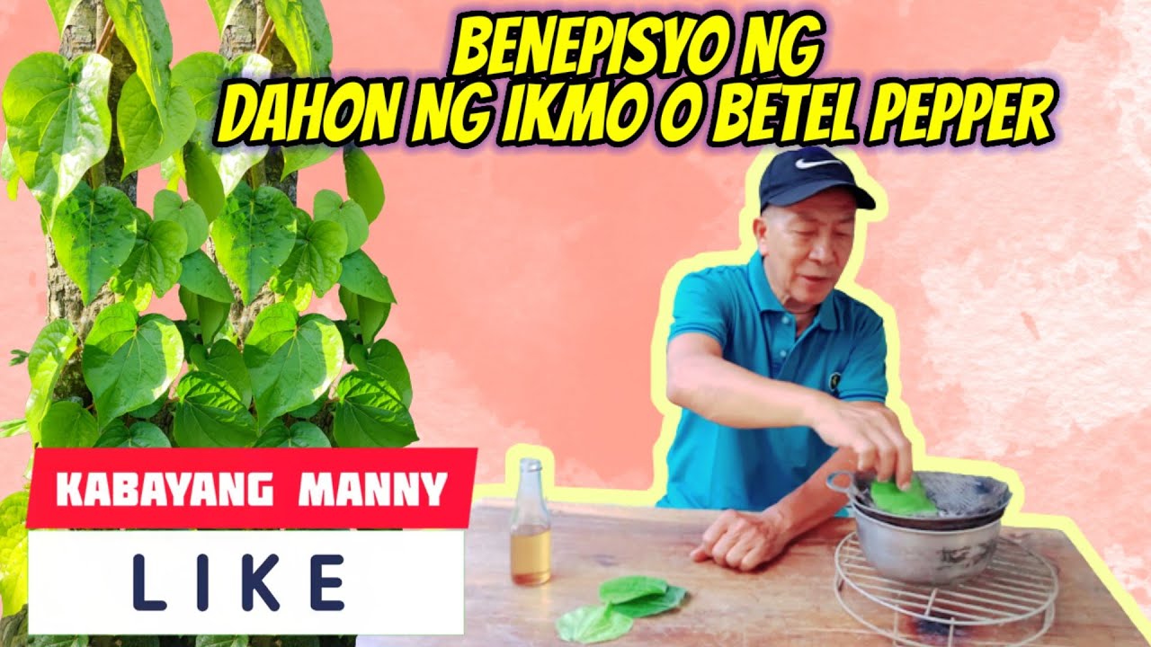 Dahon ng Ikmo o Betel Pepper Benepisyo - YouTube
