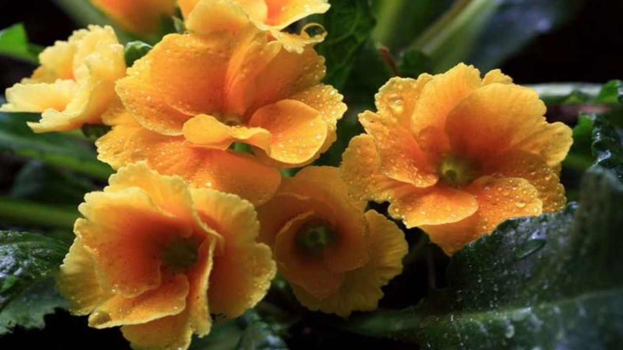 Primula flower (HD1080p) - YouTube
