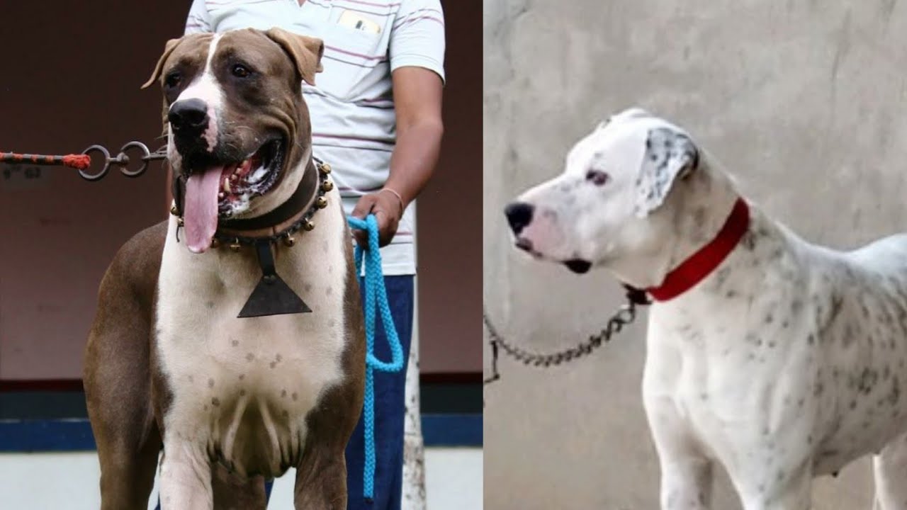 "Indian Mastiff Puppies for Sale - Bully Kutta Breed" - YouTube