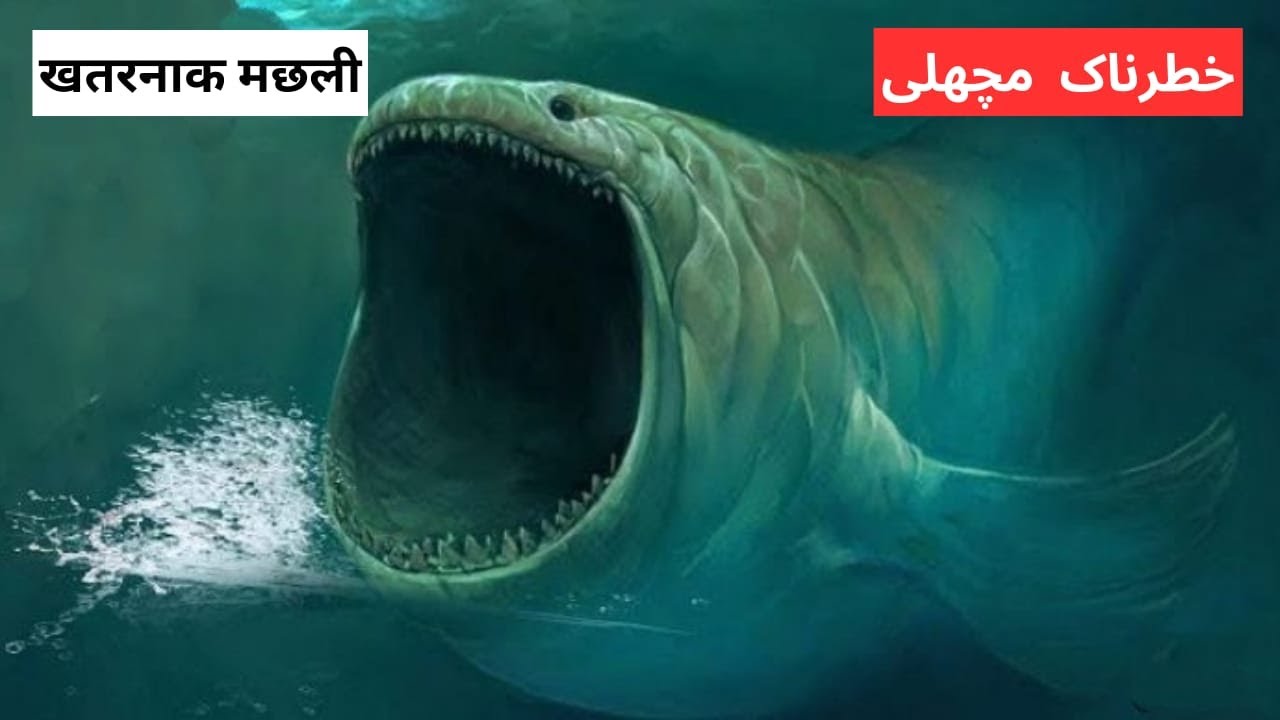 Top Most Dangerous Fishes in World | Dangerous Animals | Sea Creatures ...