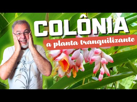 COLÔNIA A PLANTA TRANQUILIZANTE - PLANTAS & SAÚDE