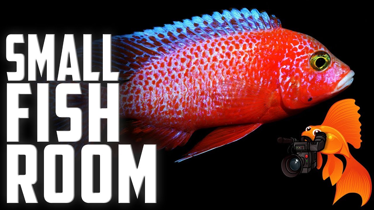AMAZING SMALL FISH ROOM - YouTube