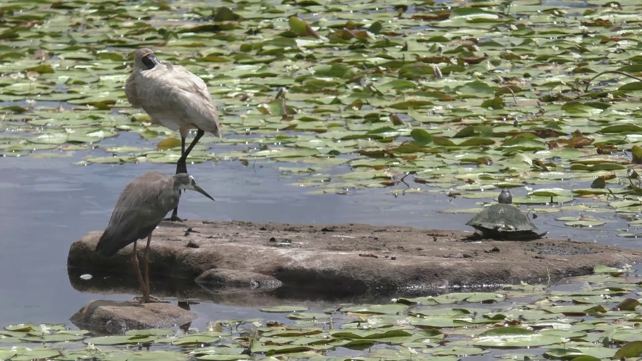 Royal Spoonbill, White-faced Heron & Short-necked Turtle - YouTube