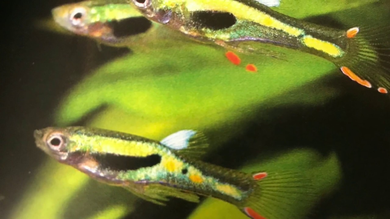 Nova Especies de Lebiste / Lime Green Endler Guppys - YouTube