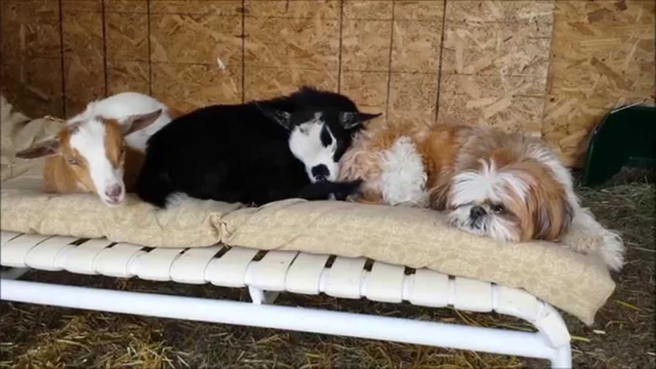 Baby Goats |Cuddling Up with Doggie for a Nap - YouTube