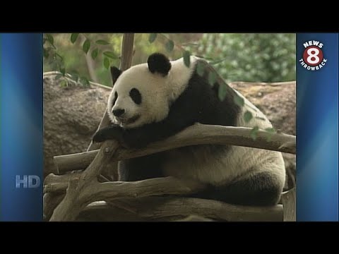 Giant panda Bai Yun delivers 5th cub in 2009 at San Diego Zoo - YouTube