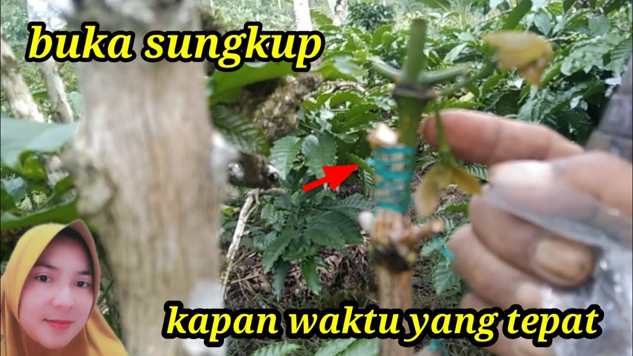 BUKA SUNGKUP SAMBUNGAN KOPI ‼️ KAPAN WAKTU YANG TEPAT UNTUK BUKA ...
