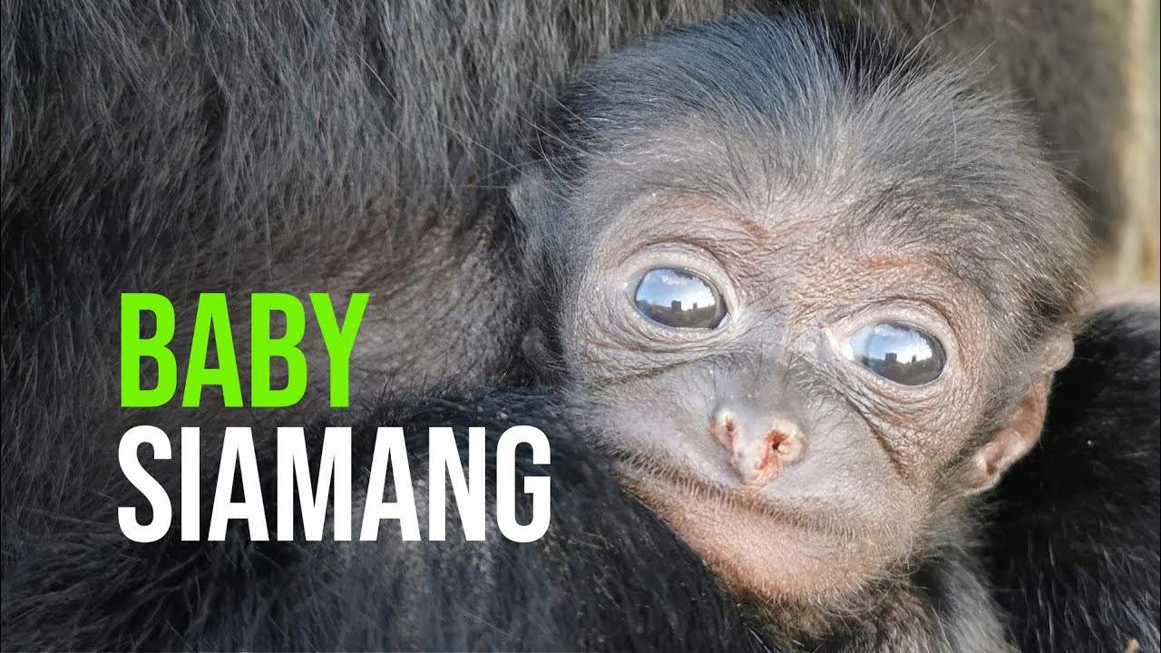 Siamang Gibbon Infant Born at Attica Zoo in Athens, Greece - YouTube