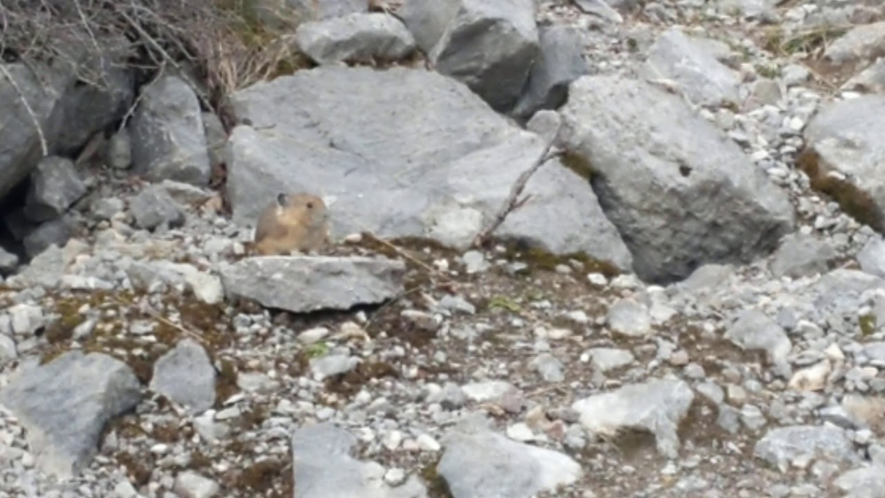 Wild Pika in Jasper Alberta - YouTube