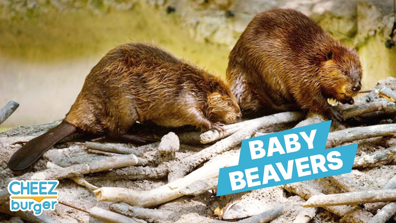 Baby Beavers Get Nursed Back To Health - YouTube