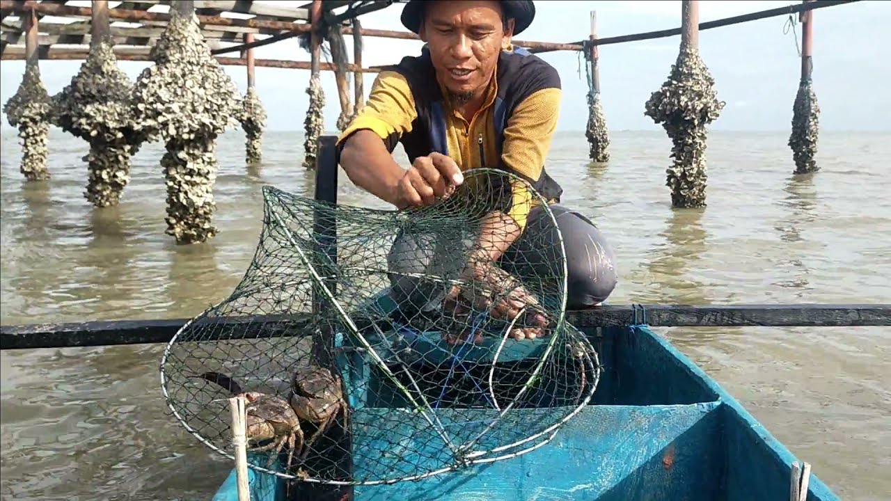 kepiting batu kepiting rajungan kepiting bakau semua d angkat 😂 - YouTube
