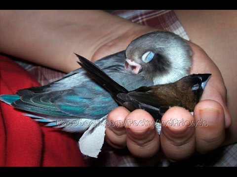 Finch and lovebird best friends - YouTube