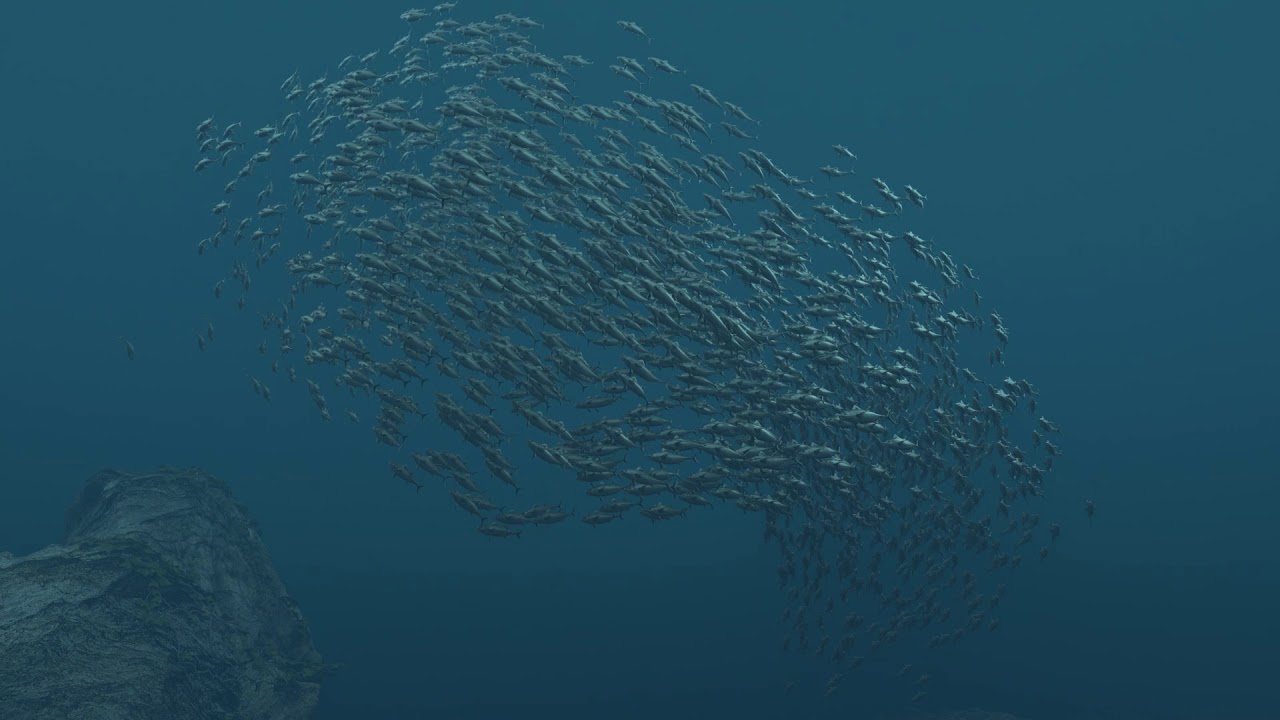 Advanced Fish School - YouTube