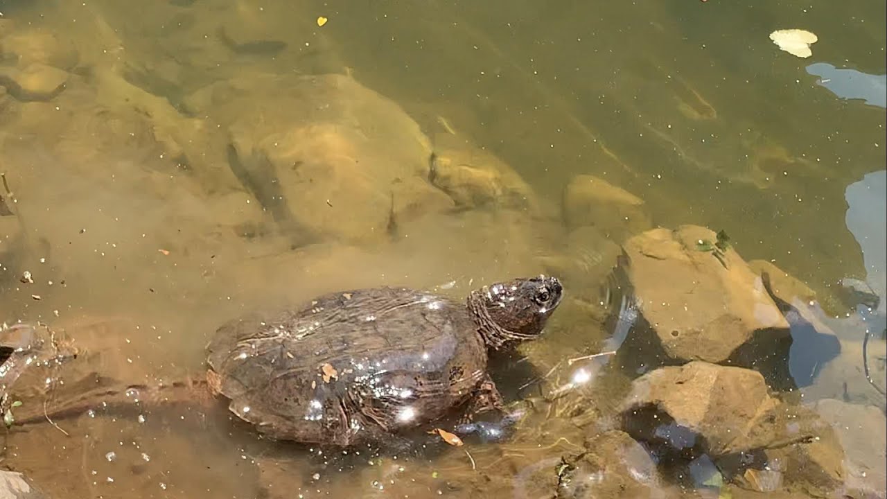Releasing 70+ Year Old Snapping Turtle - YouTube