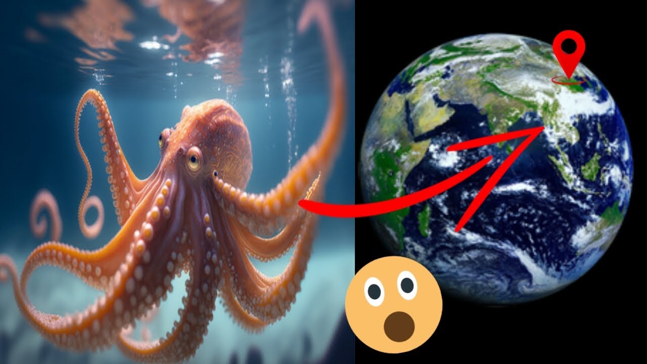 Real Octupus || I found real Octupus on google earth! || google map ...