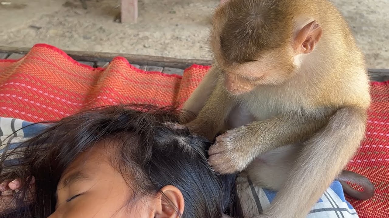 Zueii Monkey Grooming And Remove Dandruff Her Sister So Good - YouTube