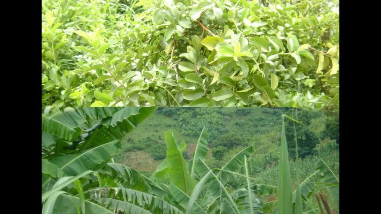 Honde Valley, Zimbabwe with Safirio Madzikatire kwaHanyani - YouTube