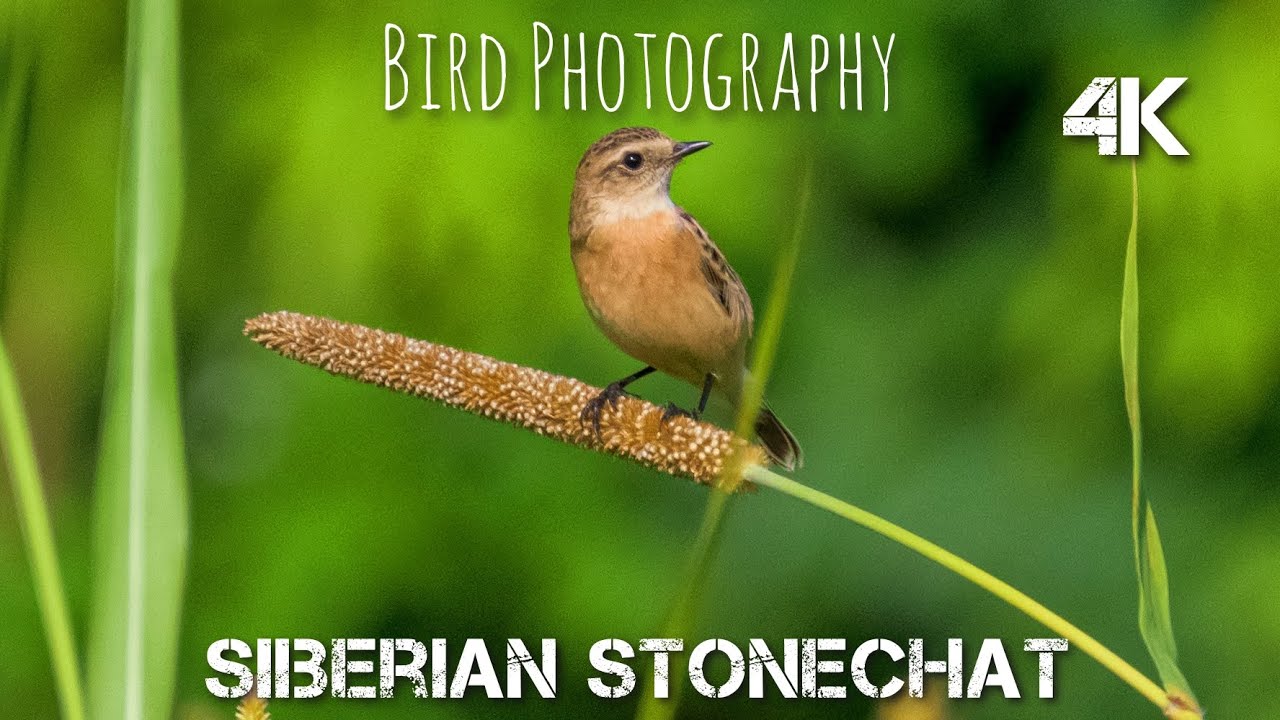 Siberian Stonechat || Bird Photography ||4K #birds #wildlife # ...