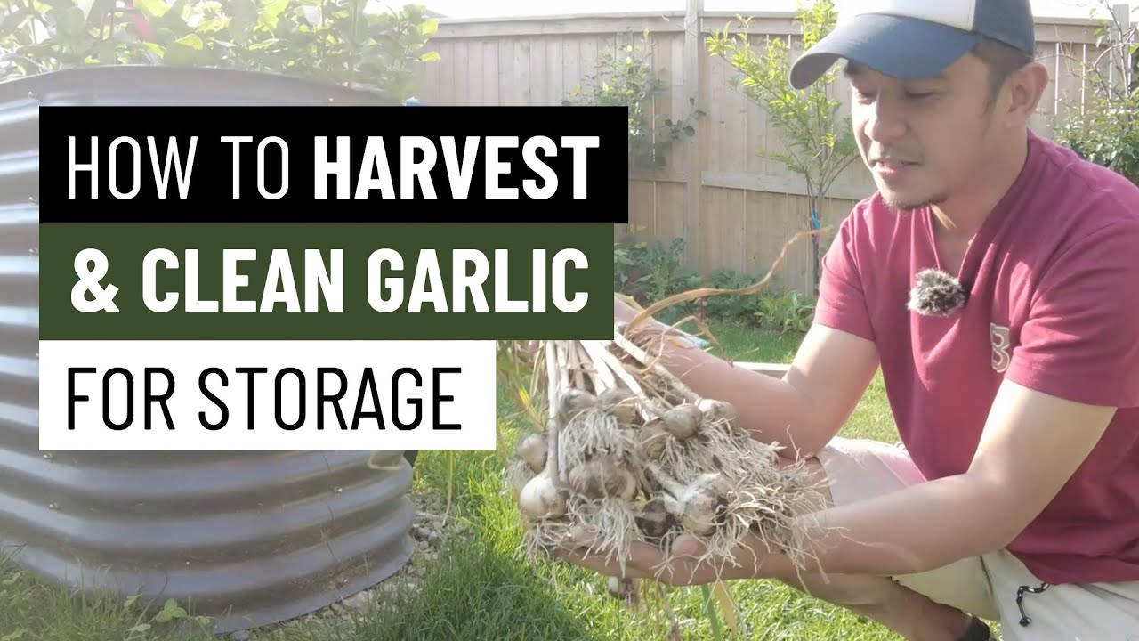 How To Harvest & Clean Garlic For Storage - YouTube
