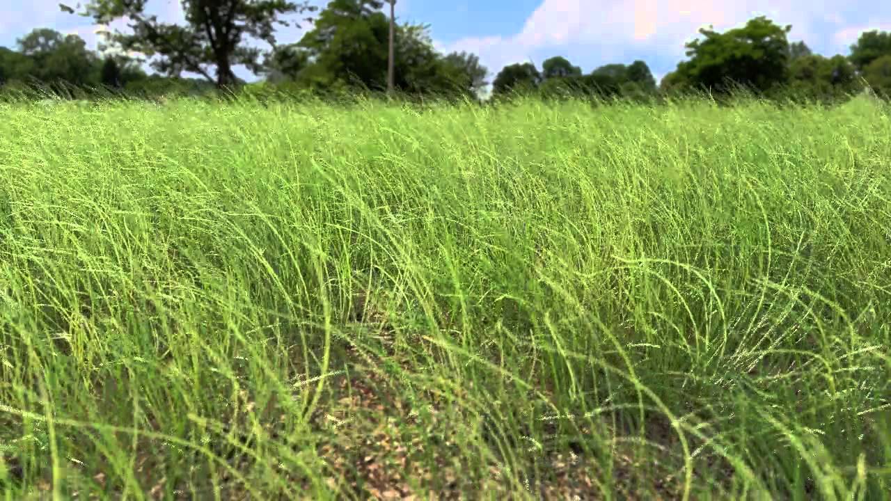 Meadow Animation Test - YouTube