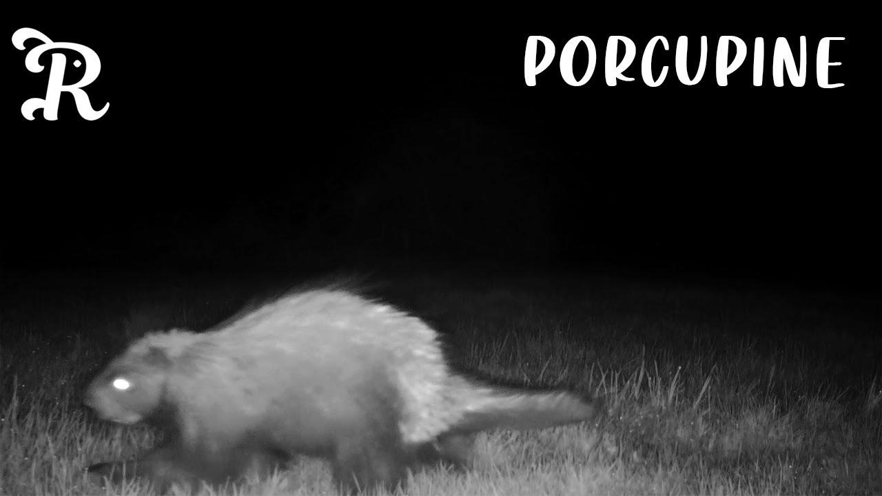 Young Porcupine Speed Walking | Also in Slow Motion | Trail Cams | 4 ...