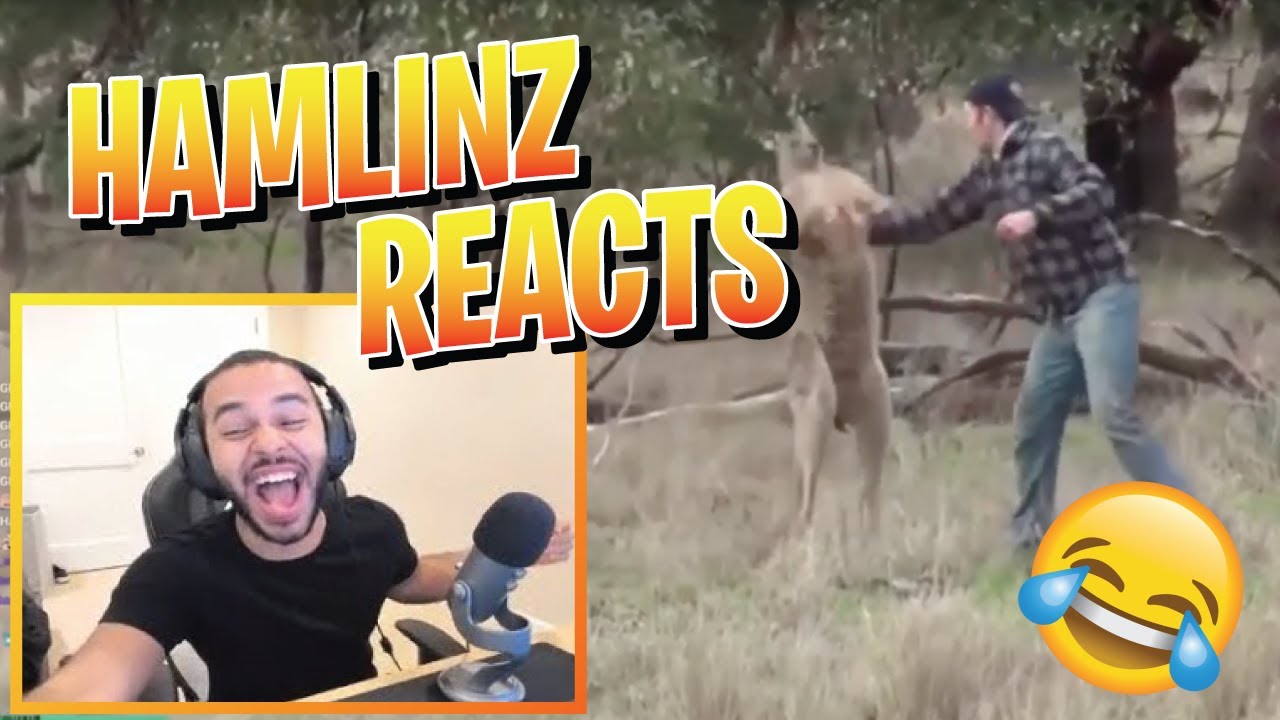 Hamlinz Reacts to Funny Animal Attacks | (Jan. 28th 2019) - YouTube