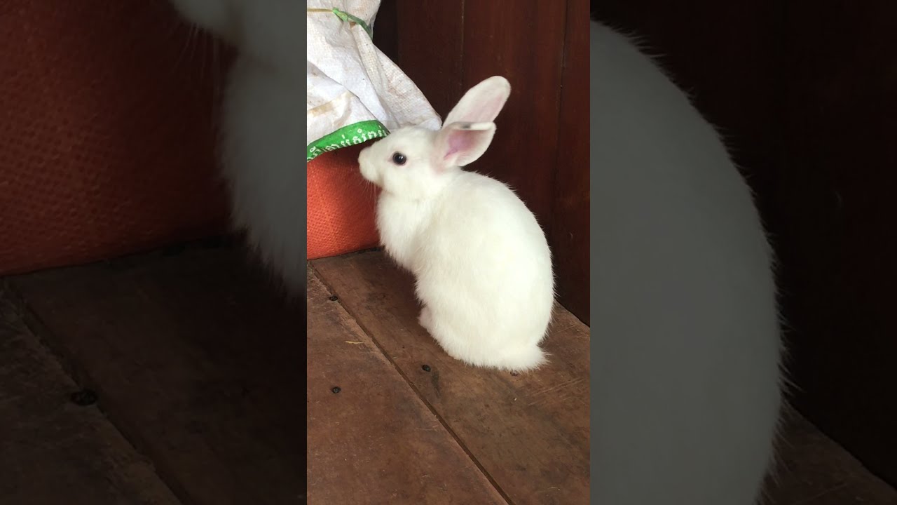 🐇Rabbids Invasion, Rabbit Family Eating Challenge, RABBIT LOVE CYCLE ...