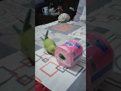 baby playing with tissue roll - YouTube