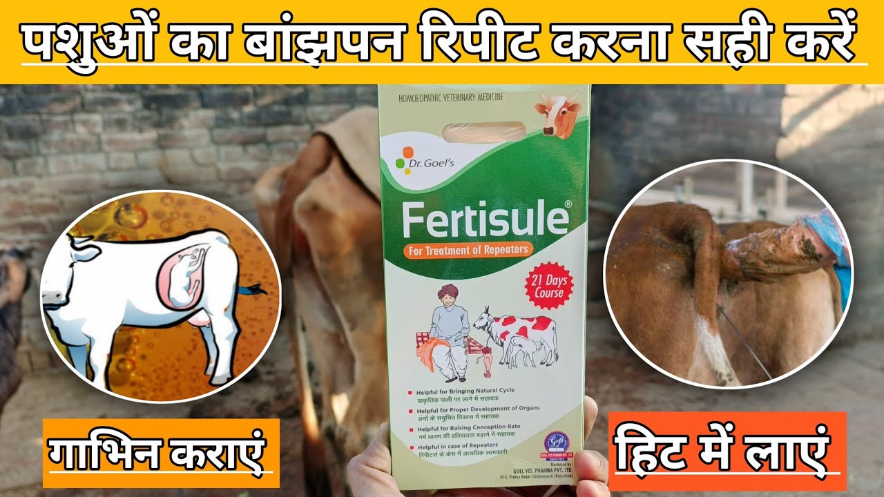 Use veterinary Fertisule Tab || पशुओं का बार बार रिपीट करना || पशुओं को ...
