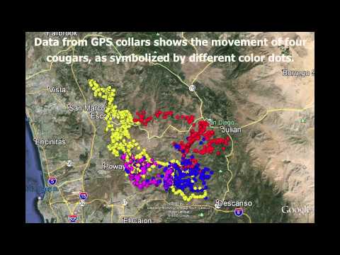 Mountain Lion Research Funded by SANDAG TransNet Environmental ...