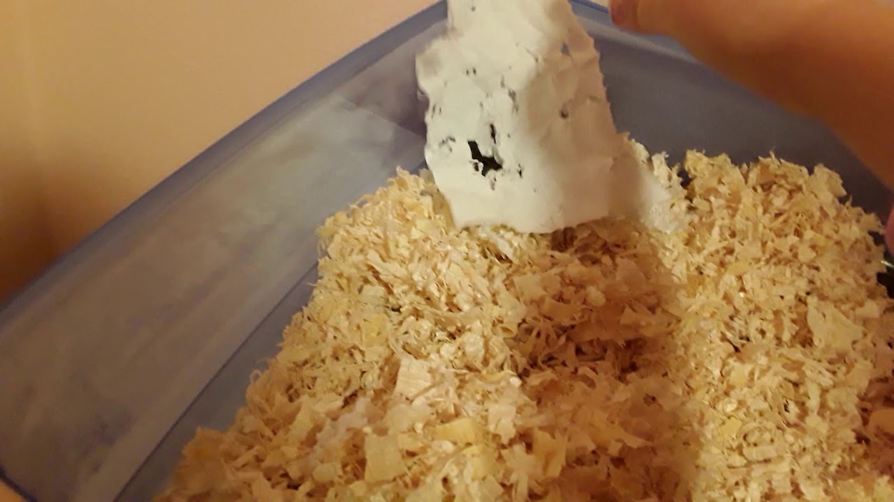 The nugget show🐹 (MY MOST VIEWED VIDEO) - YouTube