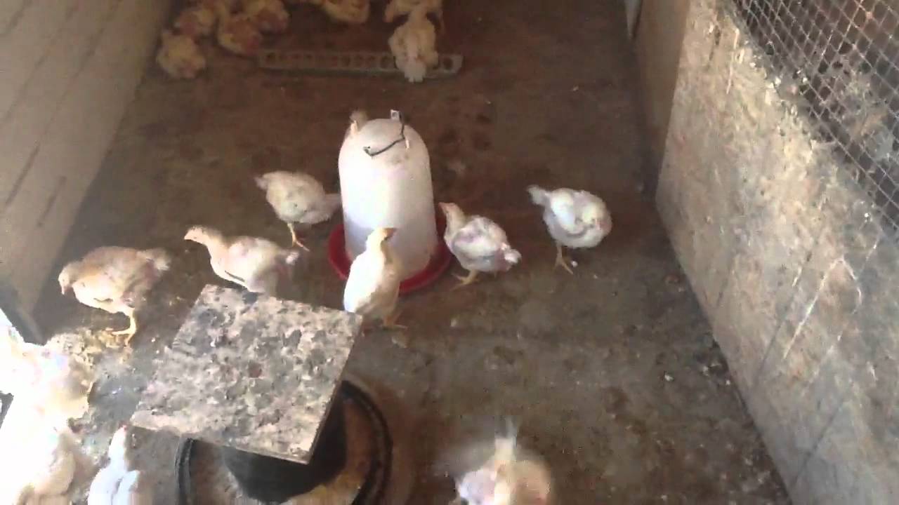 The fast growing chickens - YouTube
