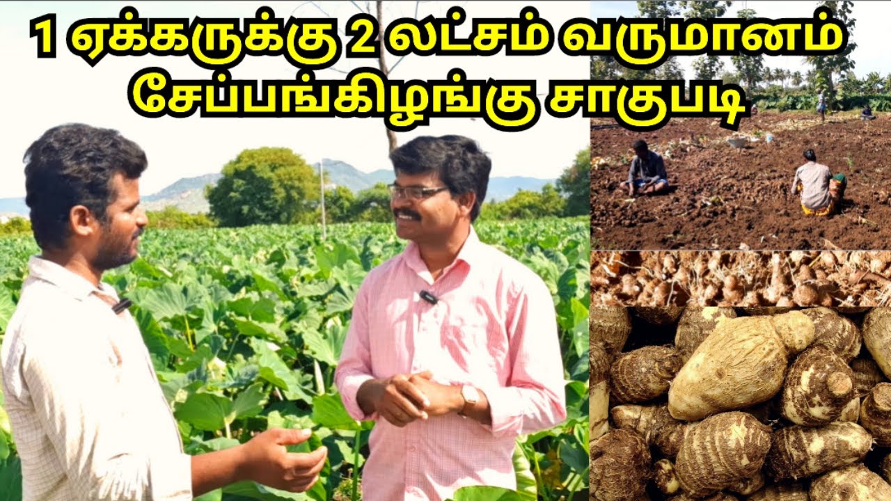 1 ஏக்கர் 😃2 லட்சம் வருமானம் சேப்பங்கிழங்கு சாகுபடி| colocasia ...