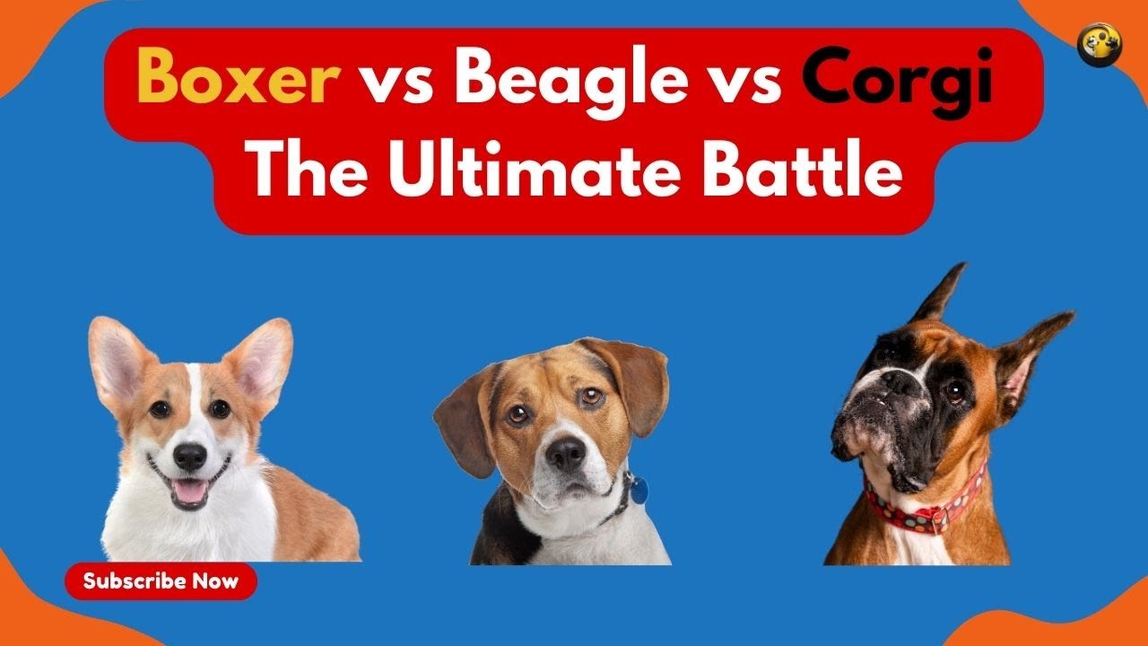 Boxer vs Beagle vs Corgi The Ultimate Battle! #doglove # ...