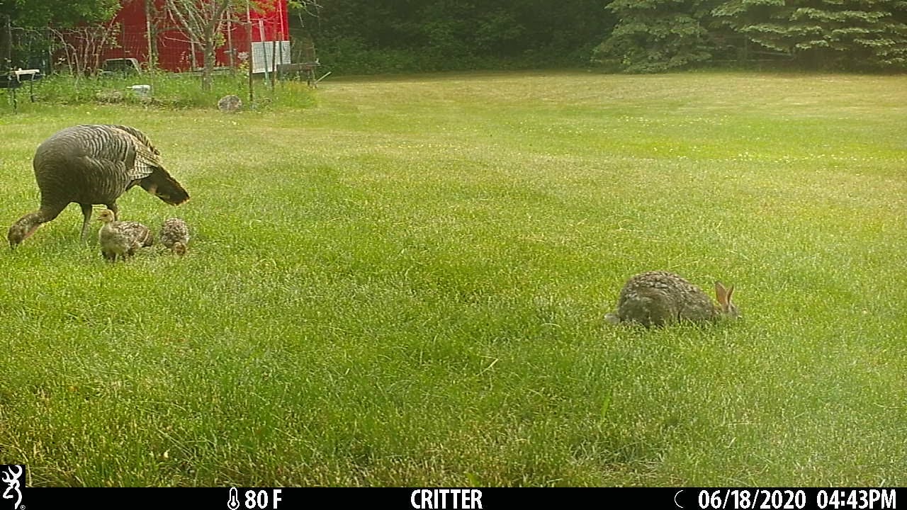 Ma Turkey and rabbit - YouTube