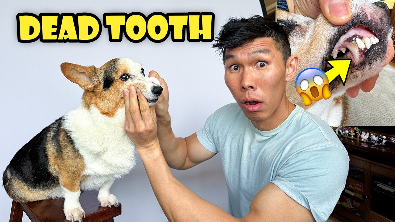 Corgi's Big Dental Consult Update: The Results Are In! || Life After ...