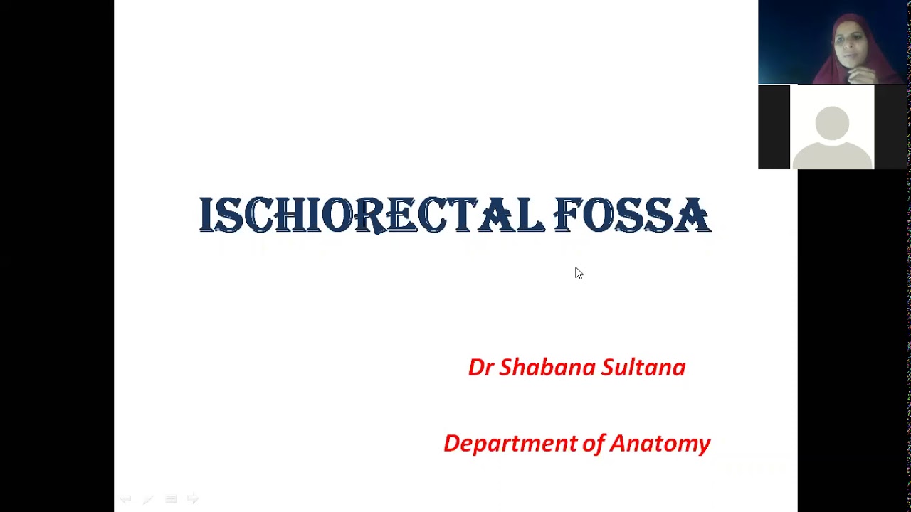 Ischio rectal fossa or ischio rectal fossa Anatomy - YouTube