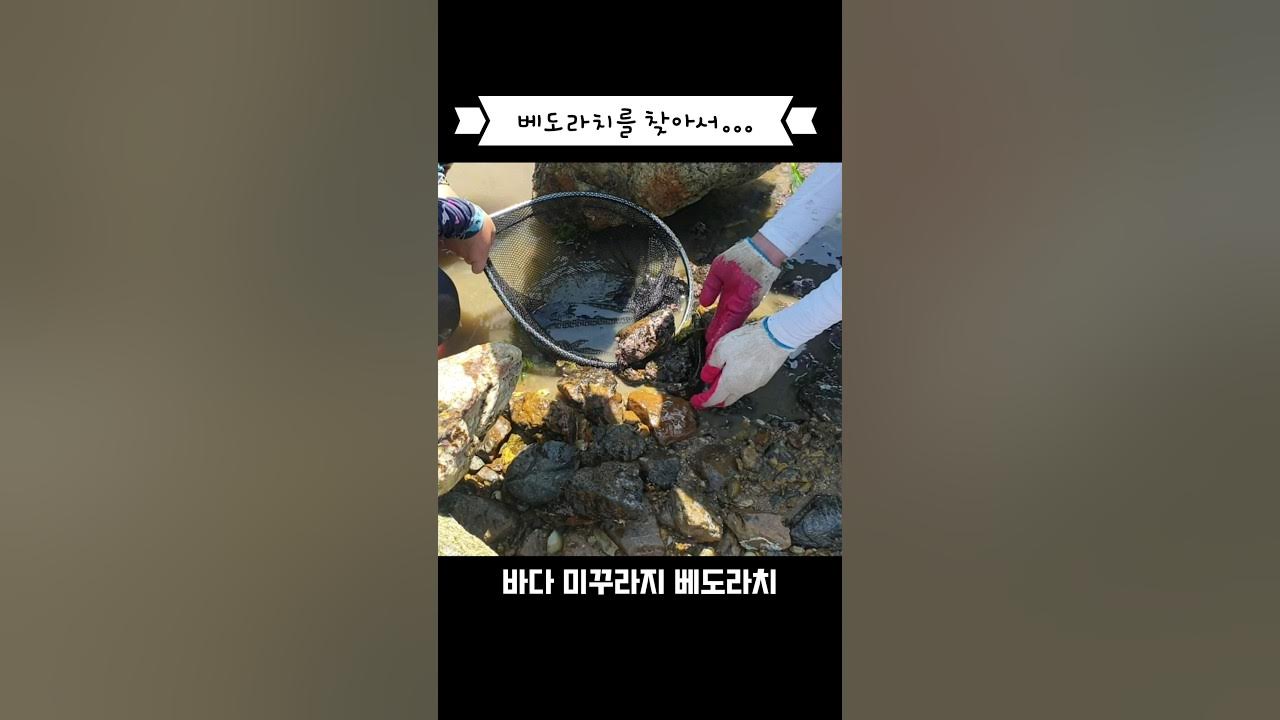 맨손으로 물고기 잡기 해루질 추억의팝송 아빠와아들 Youtube