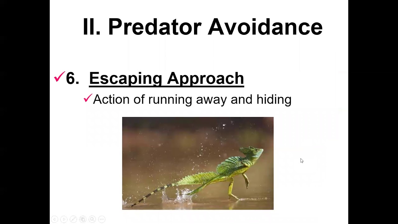 Lecture 12: Predation: Defense and Escape - YouTube