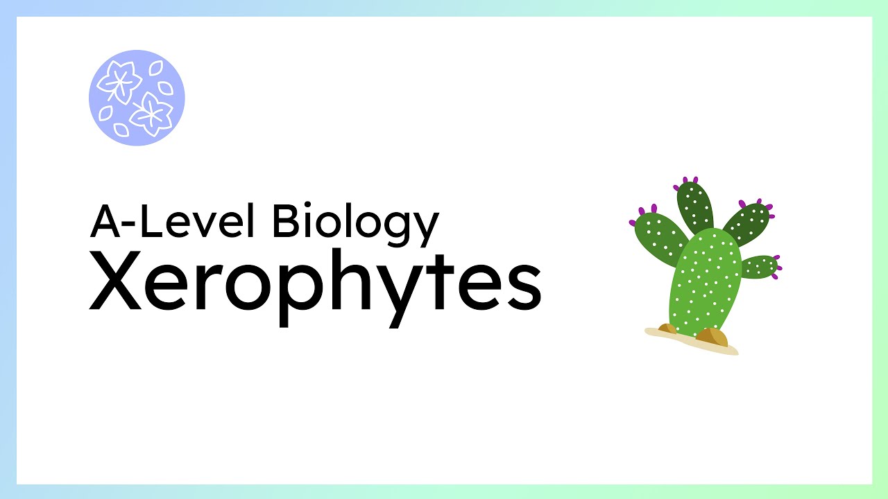 Xerophytic Plants Adaptations Xerophyte An Overview | ScienceDirect