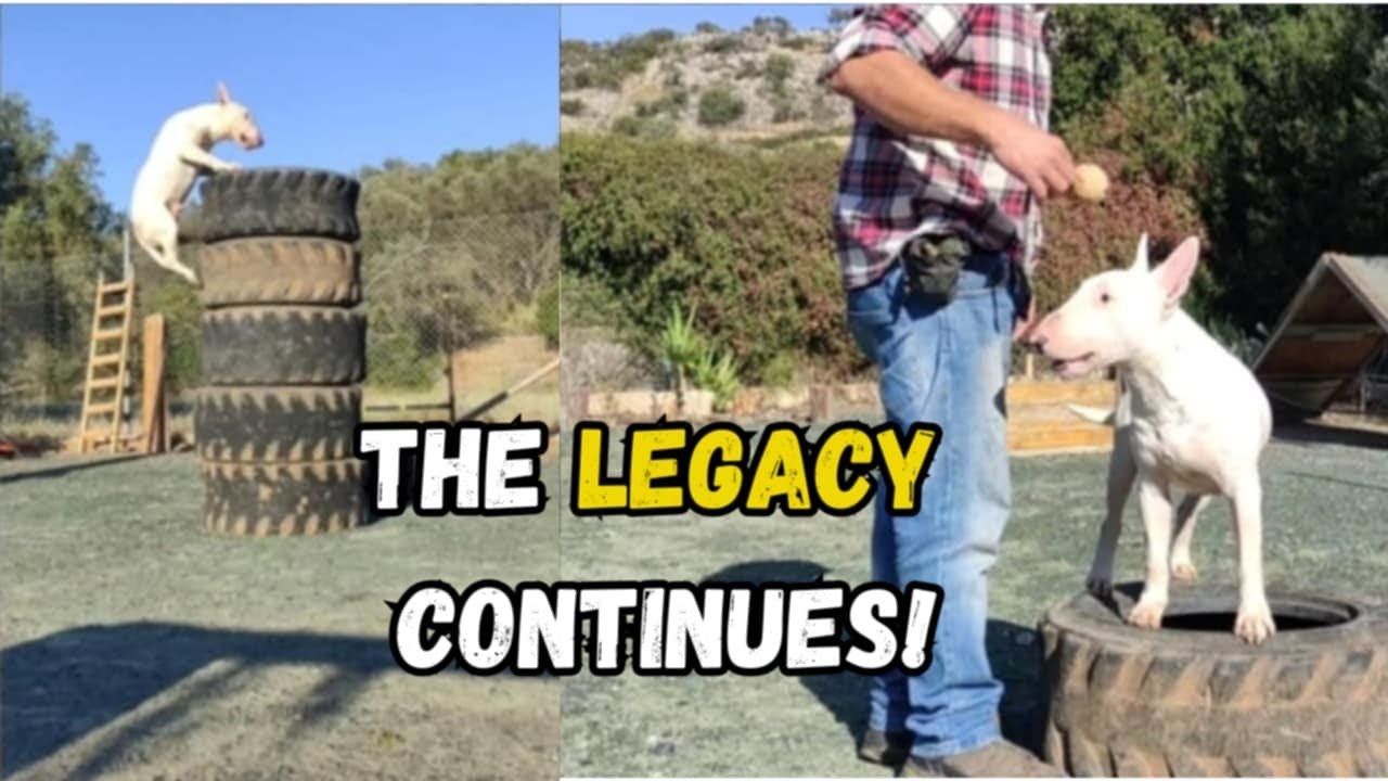Hector’s Training Journey: Building Solo’s Legacy | Bull Terrier ...