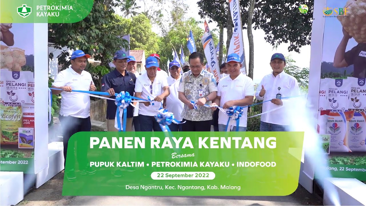 PANEN RAYA KENTANG Bersama Pupuk Kaltim dan Indofood - YouTube
