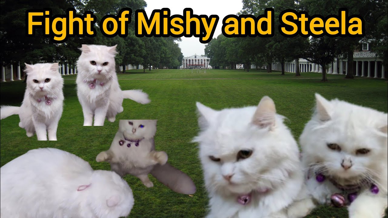 Steela & Mishy fight#cat #youtubeshorts#catlover #shortsvideo#shorts# ...