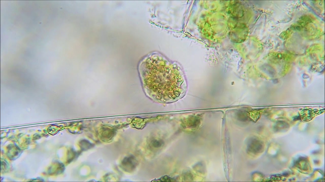 Амёба Нуклеария (Amoeba Nuclearia) - YouTube